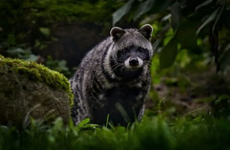 How Do Animals Help Plants Actually? - Enviro Care Central