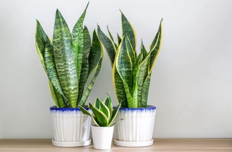 How to Divide Snake Plant? - Enviro Care Central