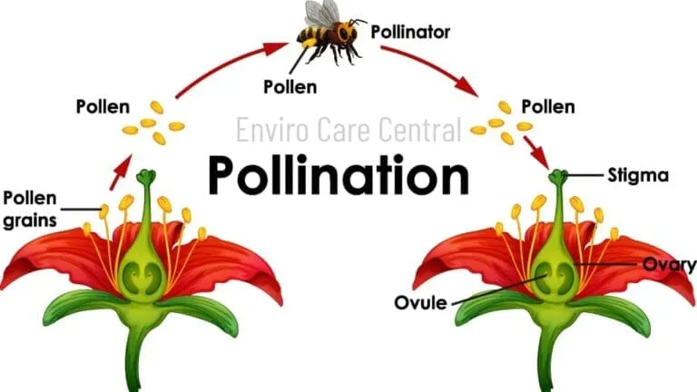 How Animals Facilitates Pollination? - Enviro Care Central